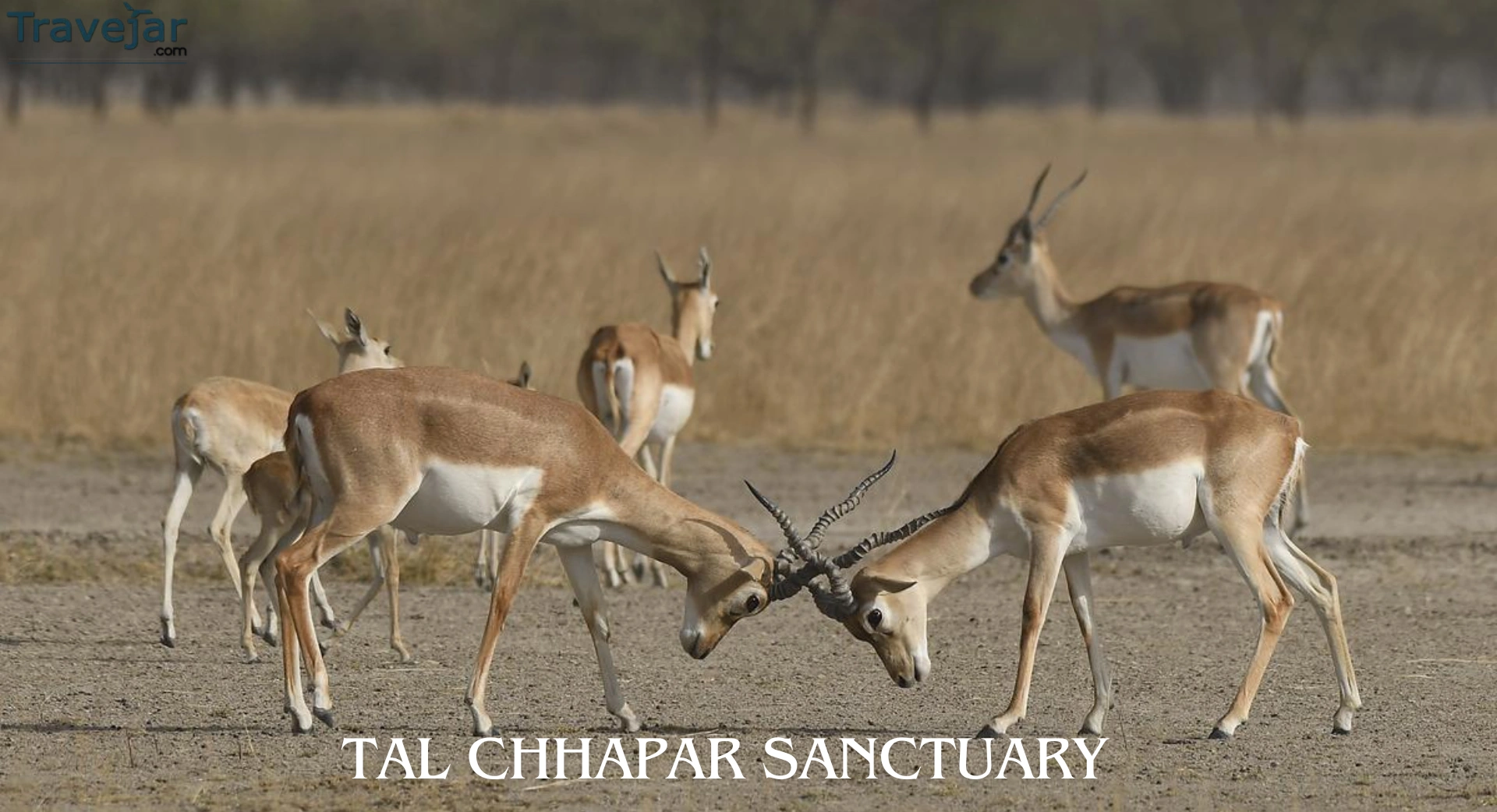 Jungle Tales : National Parks and Wildlife Sanctuaries of Rajasthan